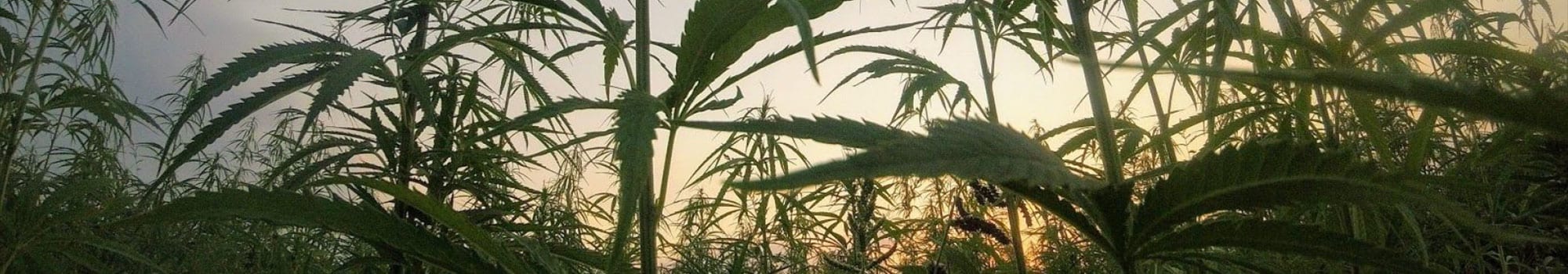 Canna Lexicon: Call it Cannabis! - Dockside Cannabis