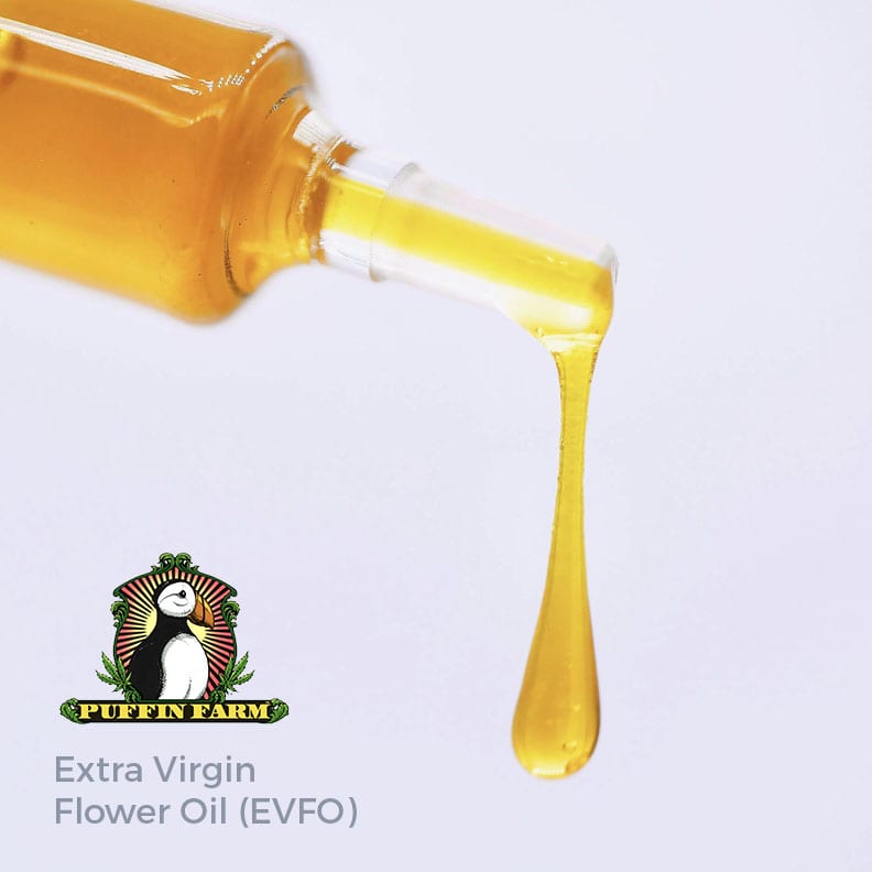 Cannabis Concentrates 101 | Blog | Dockside Cannabis