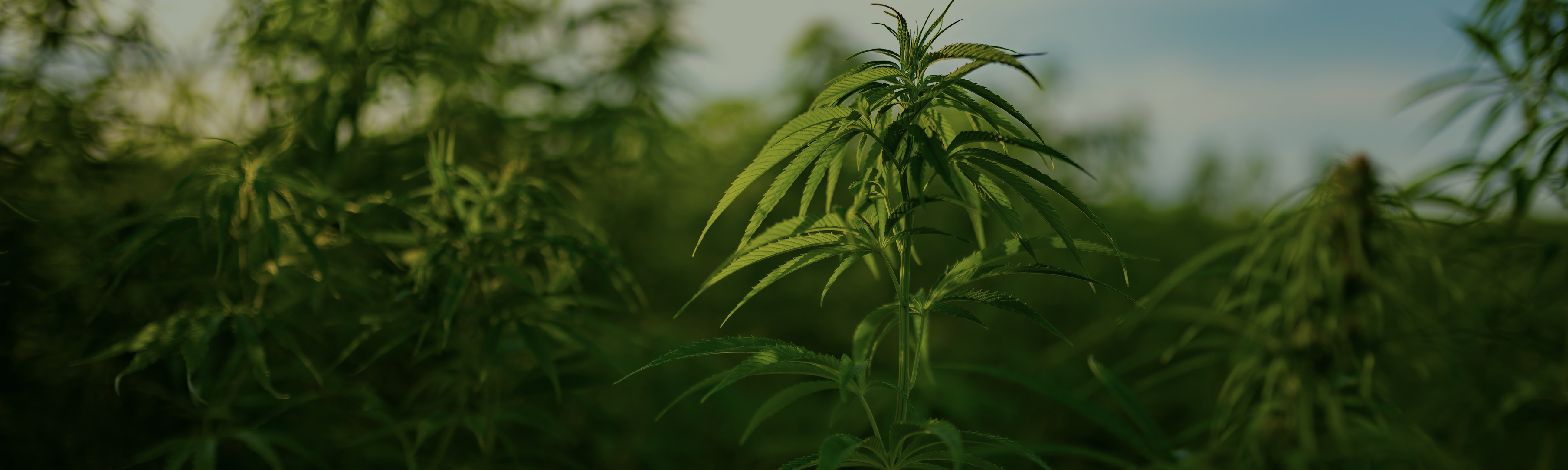 SODO Dispensary | Buy Online & Pickup In-Store | Dockside Cannabis